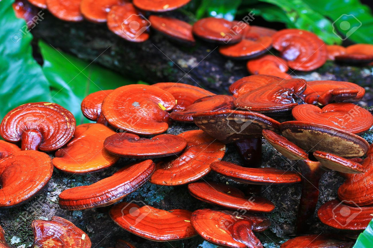 cách sử dụng nấm linh chi | cách sử dụng nấm linh chi cho tác dụng tốt.